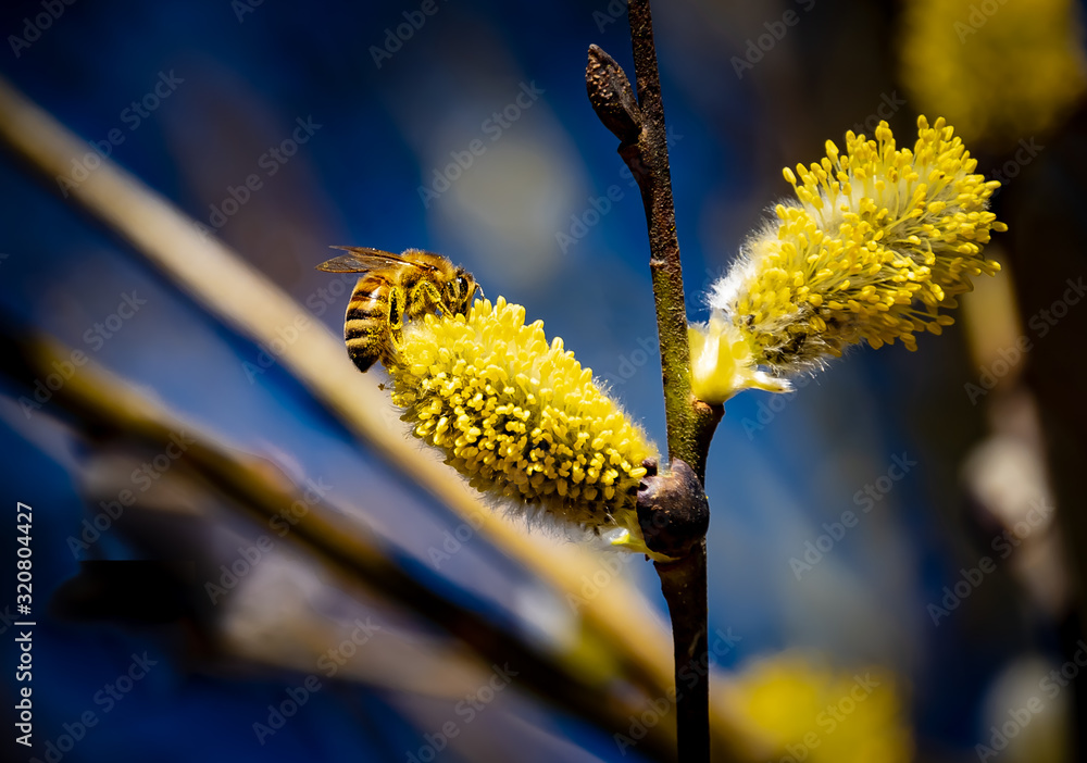 Insect, Bee, Spring - A honeybee sits on a plant, the willow catkins ...