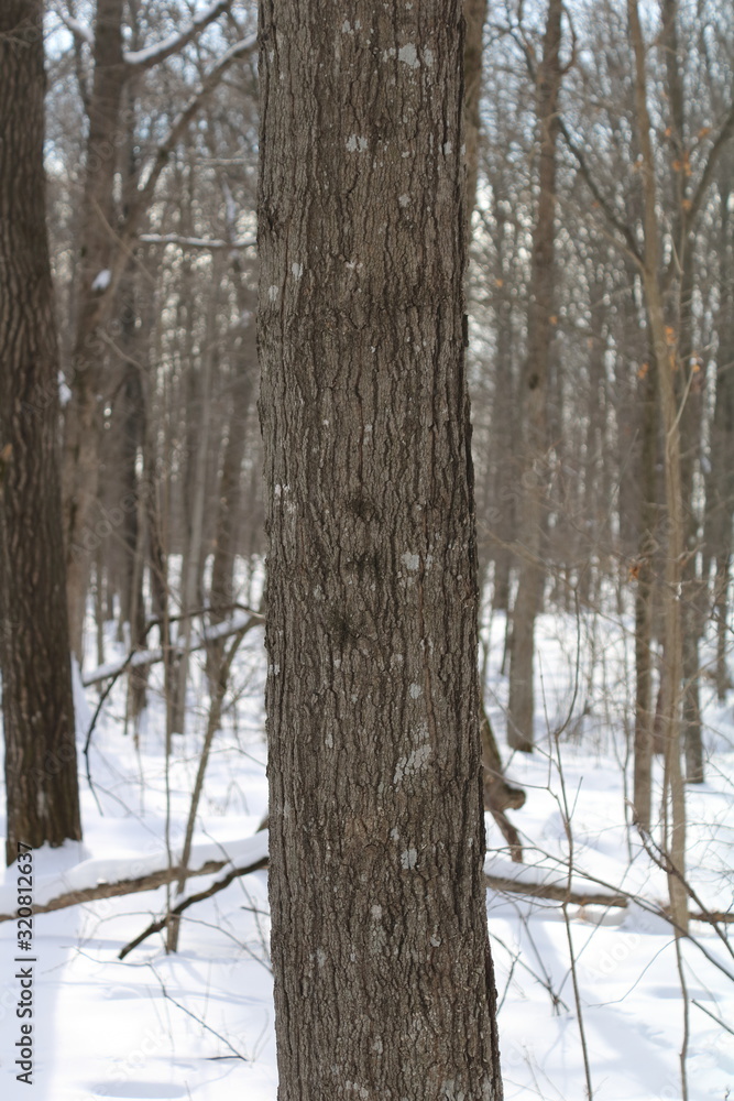Sugar Maple Tree Winter