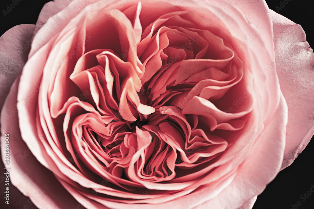 Beautiful rose on black background, closeup. Floral card design with ...