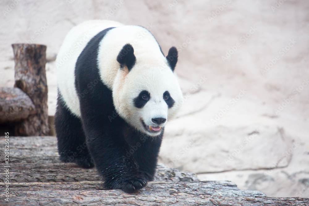 Giant Panda. It is a mammal of the bear family with black and white fur ...