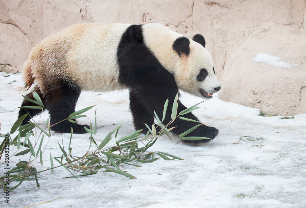 Giant Panda. It is a mammal of the bear family with black and white fur ...