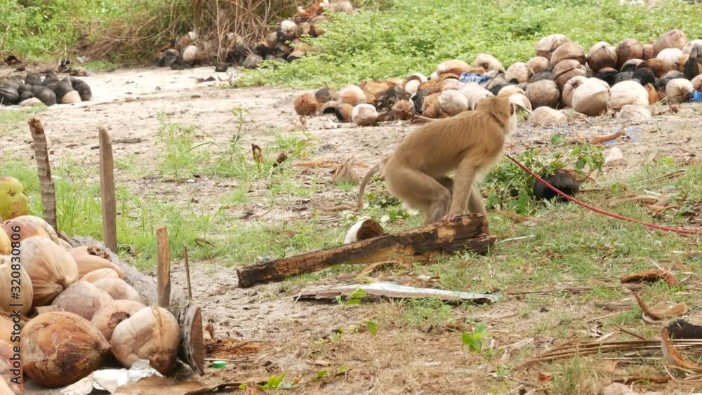 Cute monkey worker rests from coconut harvest collecting. The use of ...