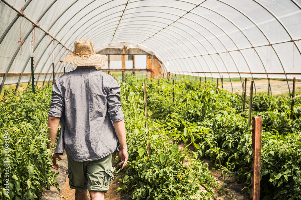 Foto de Farmer with hat walking through greenhouse chekcing on the ...