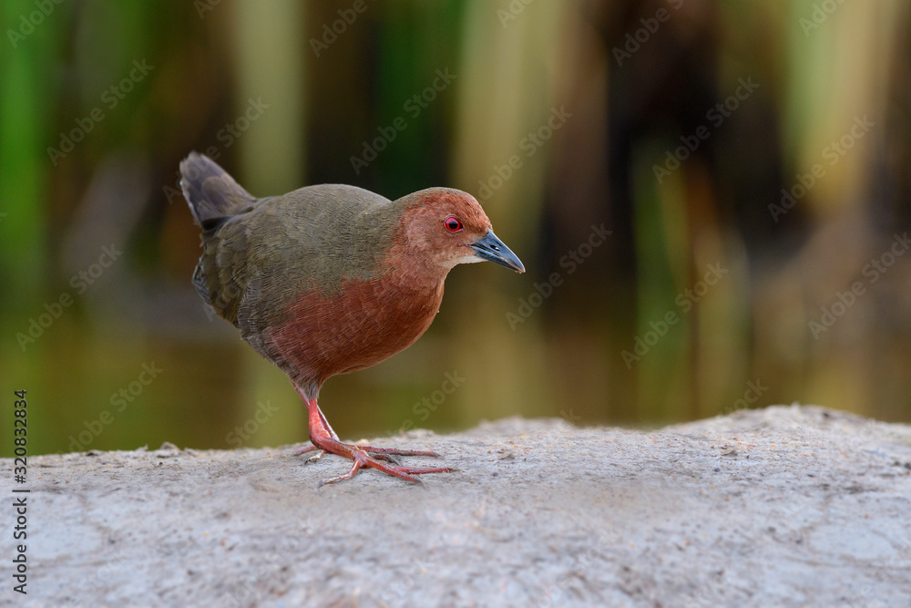 ruddy-breasted crake (Porzana fusca) lovely maroon to red waterbird in ...