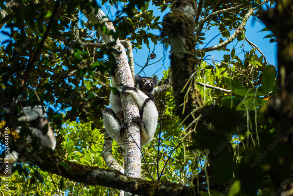 Indri (Indri indri) in a tree in the Andasibe-Mantadia National Park in ...