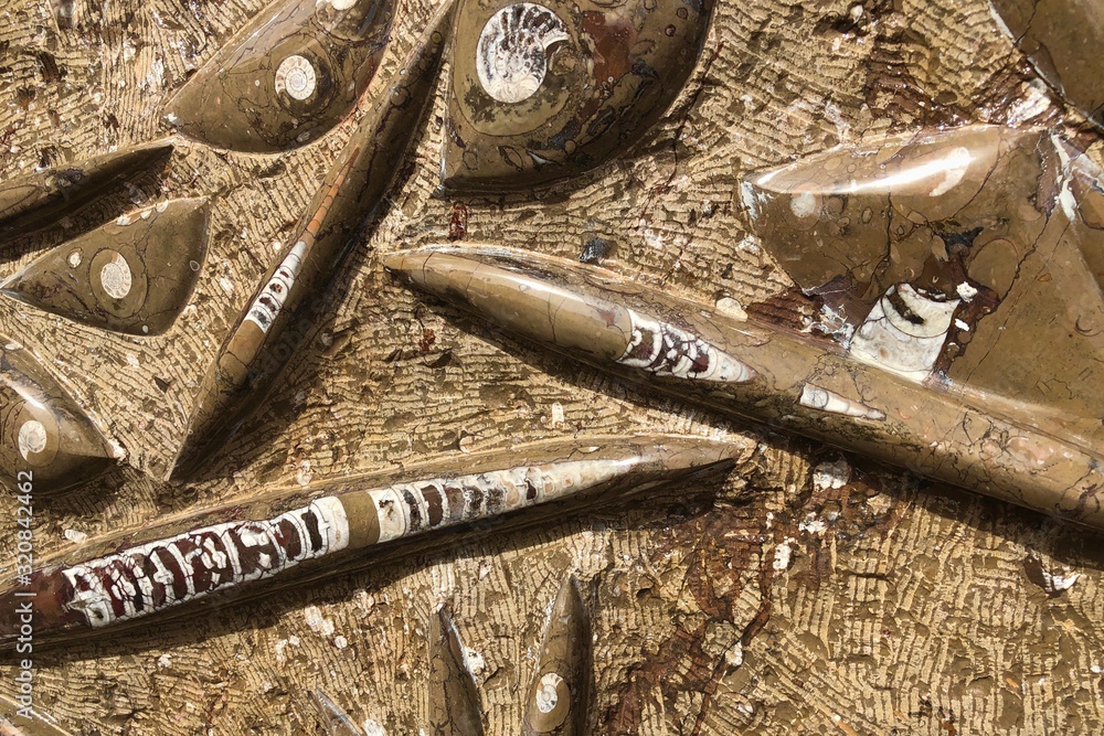 Orthoceras fossils,extinct straight-shelled cephalopods, found in ...