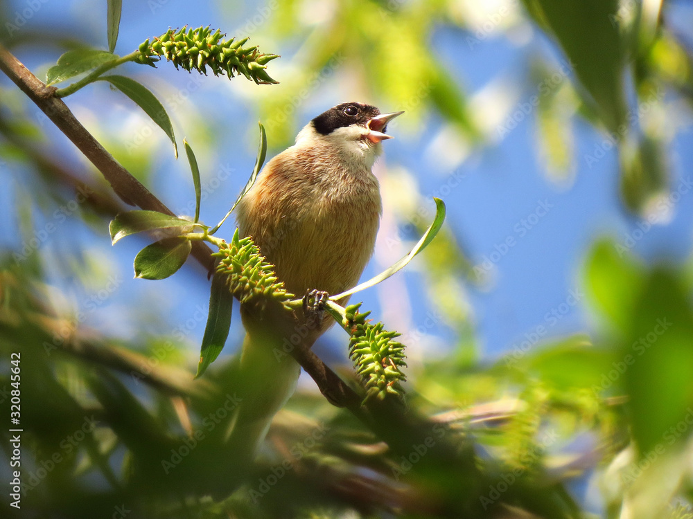 Penduline tit or European penduline tit (Remiz pendulinus), a bird of the genus Remiz in family ...