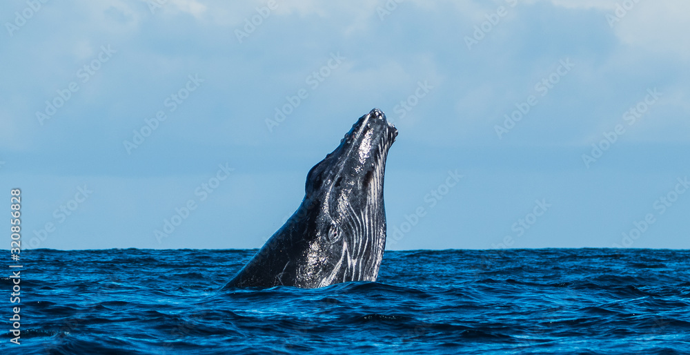 Baby humpback whale is breaching and jumping in front of Madagascards ...