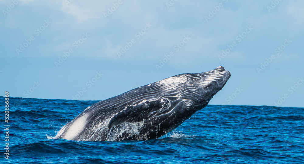 Baby humpback whale is breaching and jumping in front of Madagascards ...