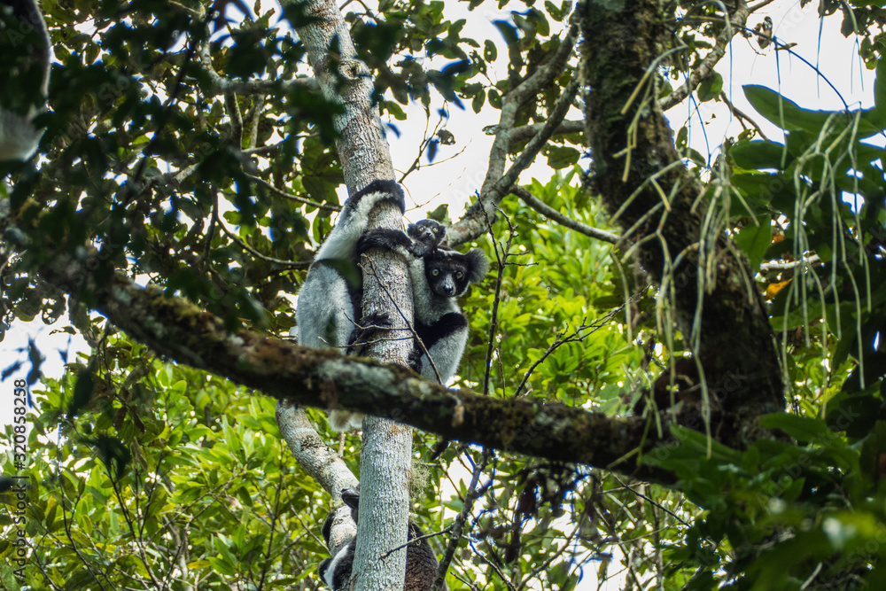 Indri (Indri indri) in a tree in the Andasibe-Mantadia National Park in ...