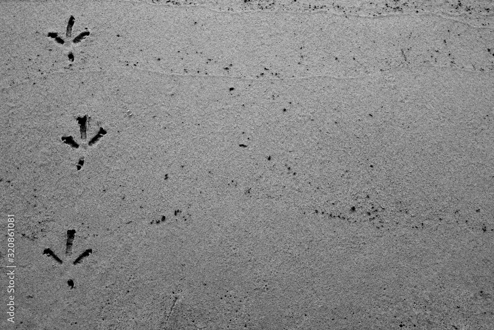 Bird track or footprints on the wet sand. Crow trace on the ground ...