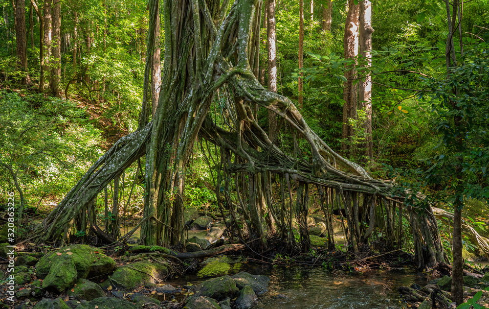 Banyan Tree Hanging Roots
