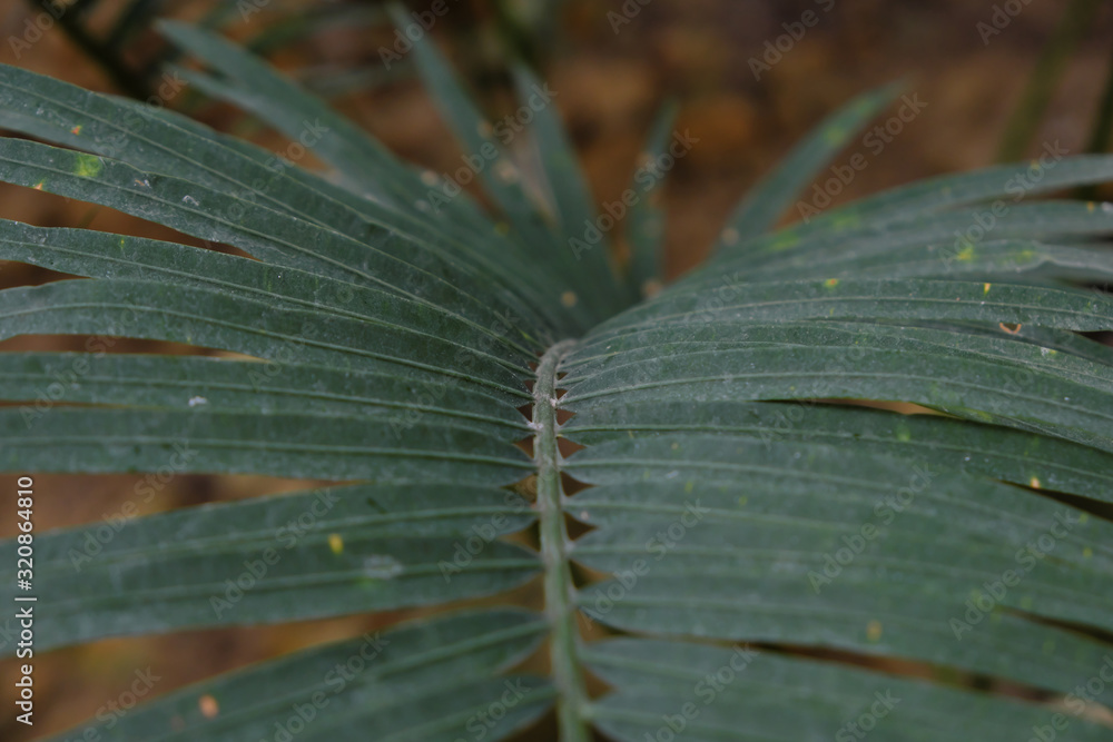 Cycas Petraea