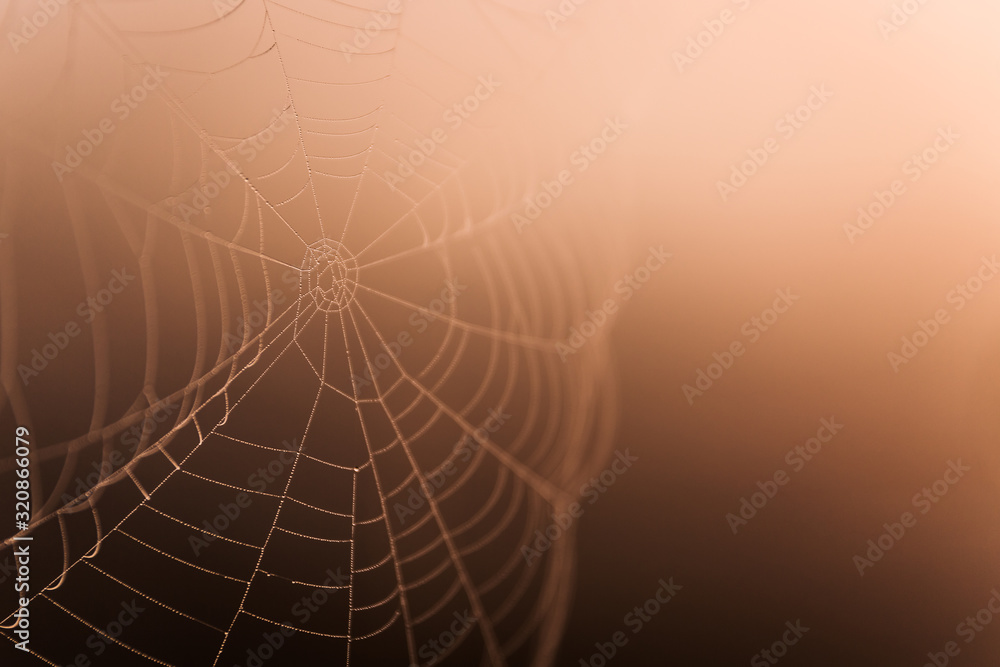 spider web with dew drops closeup. morning in nature orange color ...