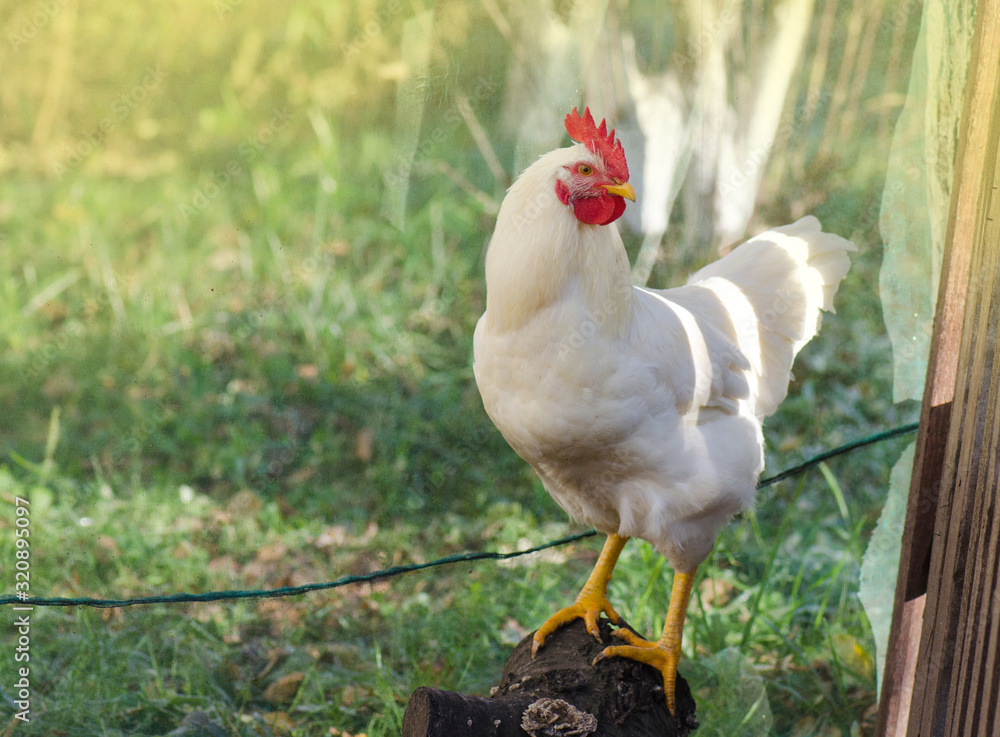 Domestic hen on the green grass. Free range chicken. Stock Photo ...