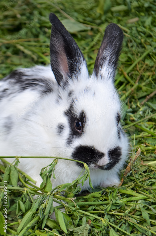 Black And White Spotted Rabbit