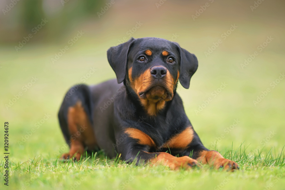 Cute black and tan Rottweiler puppy posing outdoors lying down on a ...