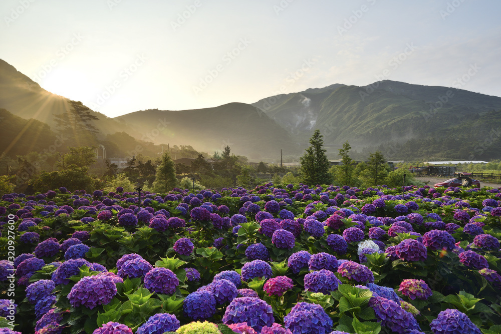 Hydrangea flower field in Beitou Stock Photo | Adobe Stock