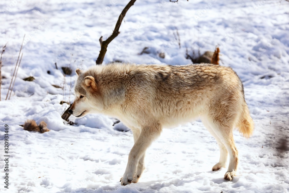 The Timber wolf, also known as the gray wolf, is a large canine native ...
