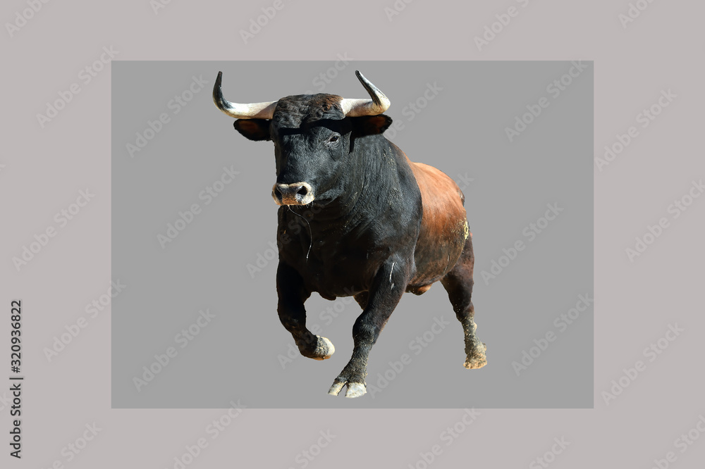 toro español Stock Photo | Adobe Stock