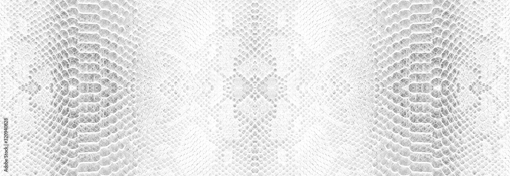 Skin snake background White snake skin texture Close-up Stock Photo ...