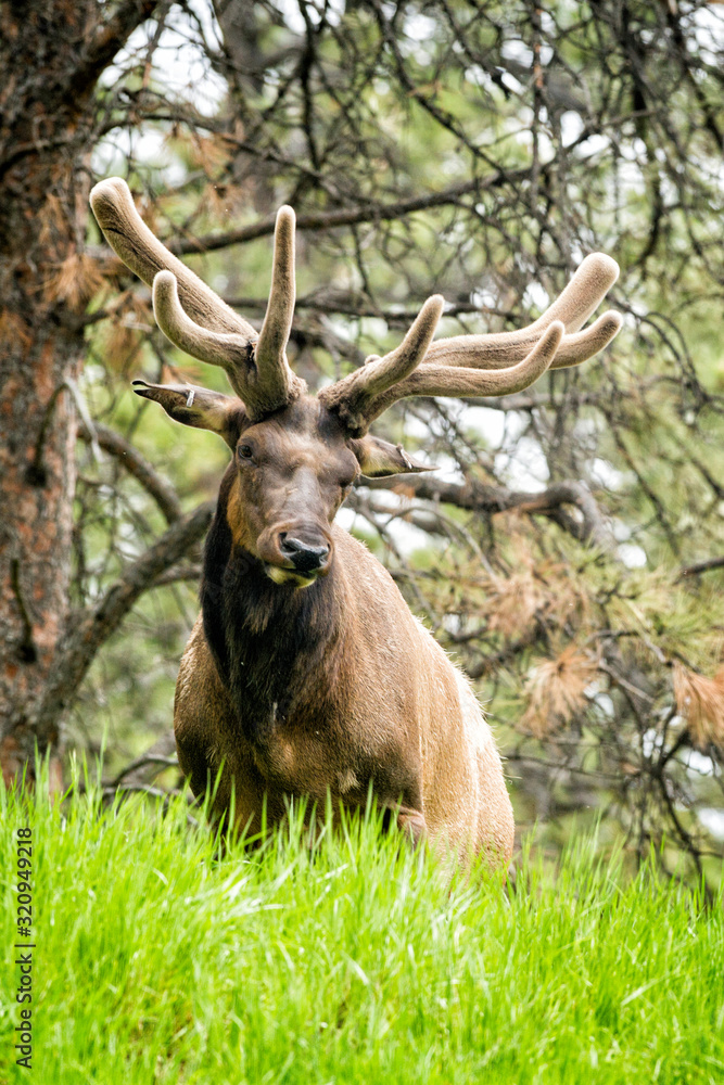 Large bull elk with nice rack emerging from woods in South Dakota Stock ...