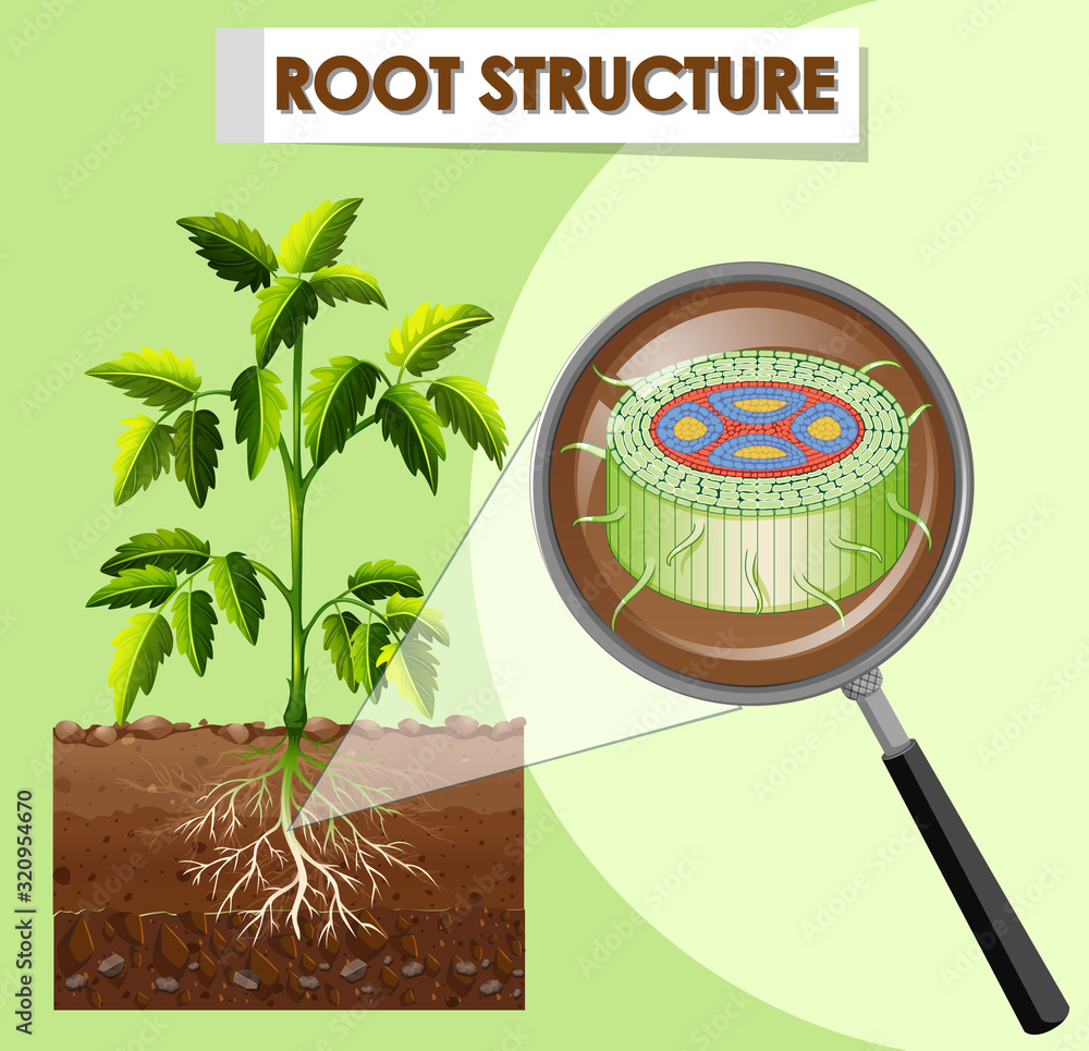 Diagram showing root structure of a plant Stock Vector | Adobe Stock