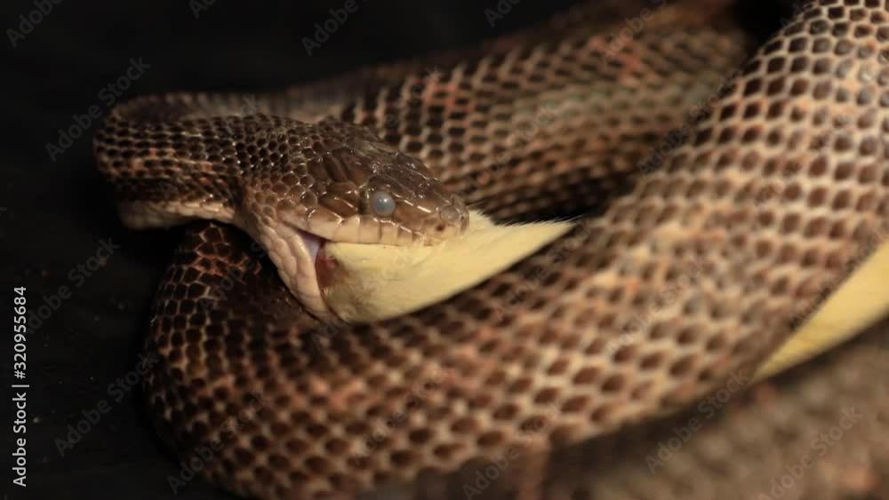 close up on rat snake head with cloudy eyes in swallowing process of ...