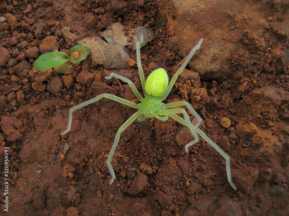 Huntsman spider. A species of Heteropod spider. They are also known as ...