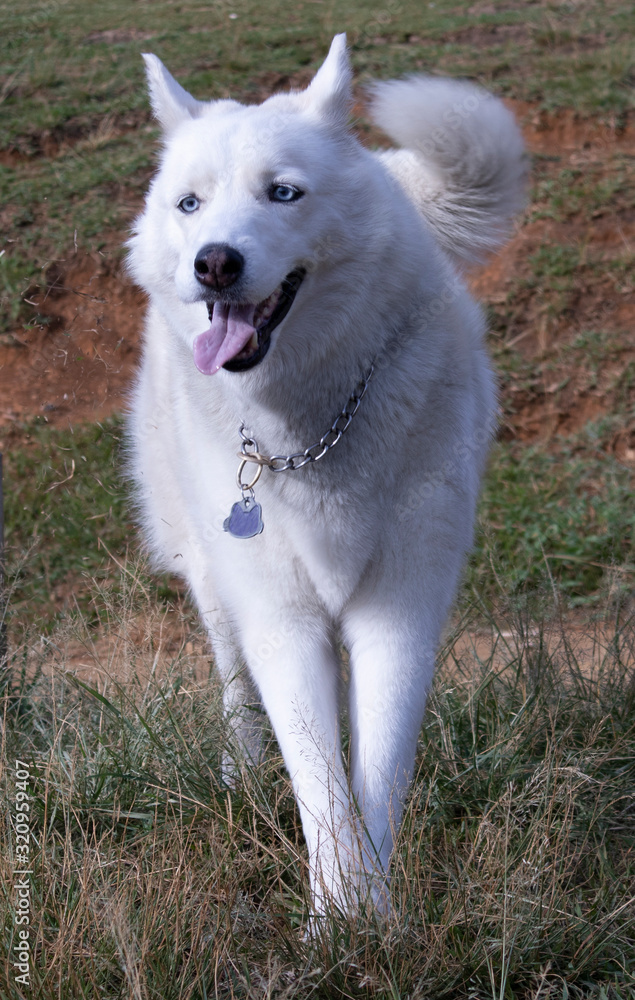 Husky siberiano blanco moviéndose en la hierba Stock Photo | Adobe Stock