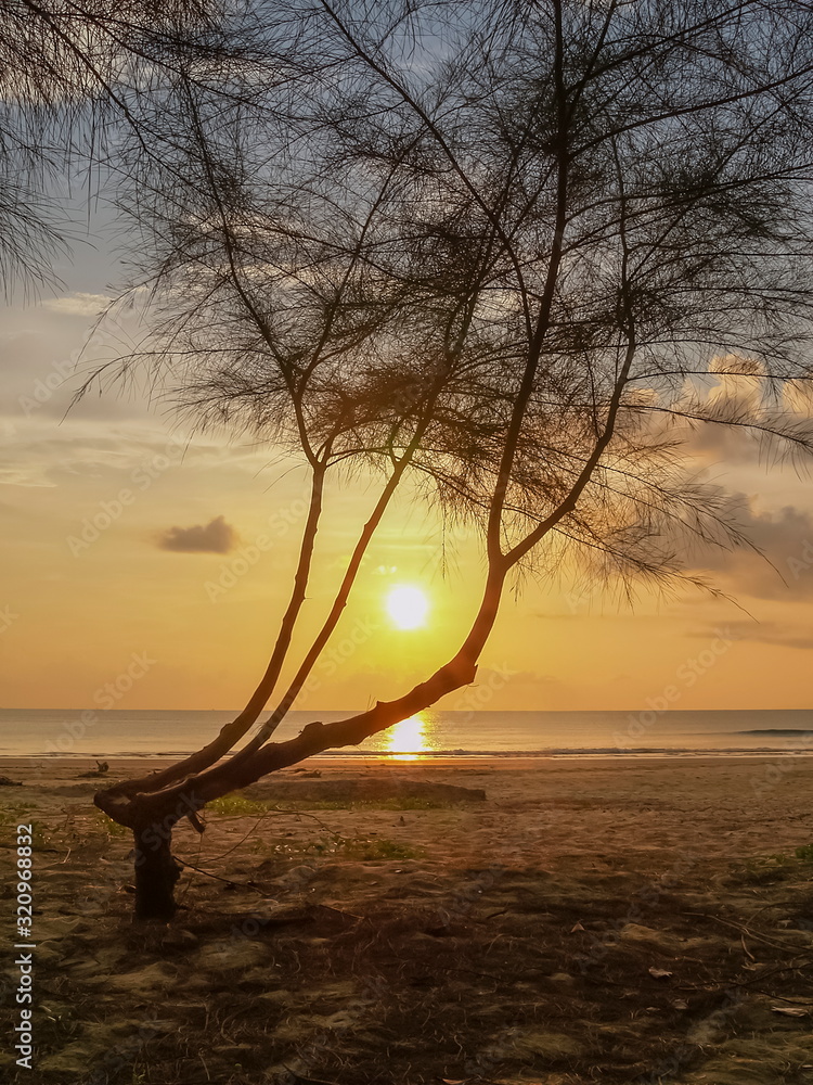 Silhouette Pine tree on sand beach with yellow sun light in the sky ...