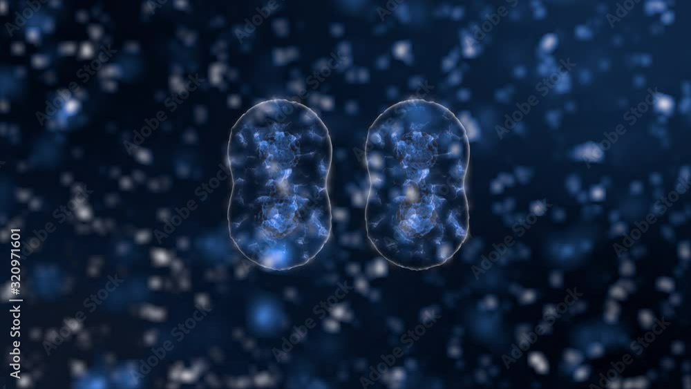 Vidéo Stock Cellular division under the microscope animation. Stem cell ...