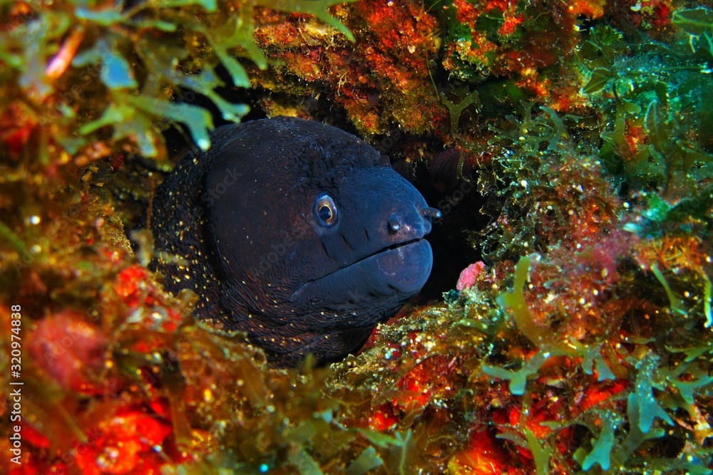 Black moray eel and beautiful reef. Colorful seascape with hiding eel ...