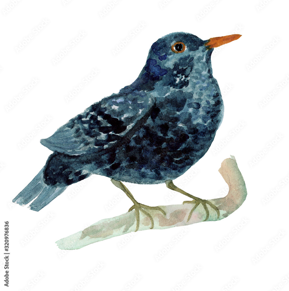 Watercolor handdrawn black bird rook isolated on white background ...