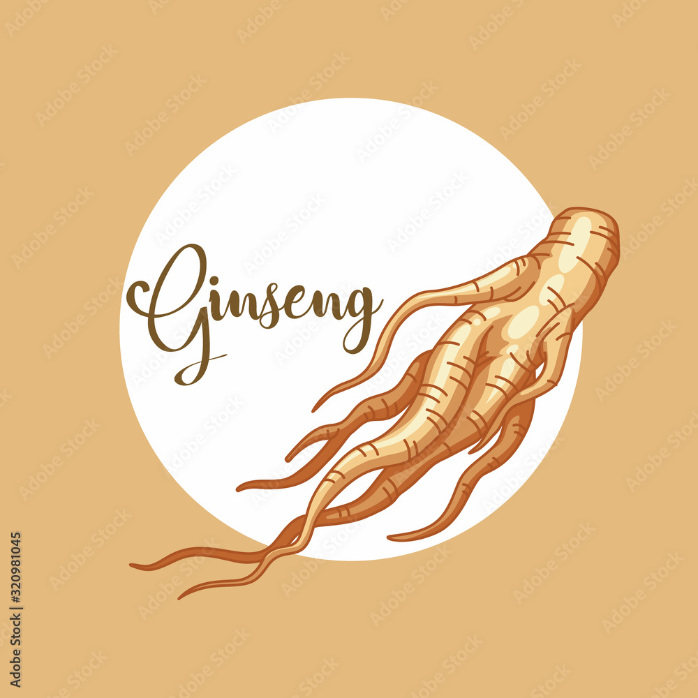 Vector Illustration of Ginseng. A root of cultivated Korean ginseng ...