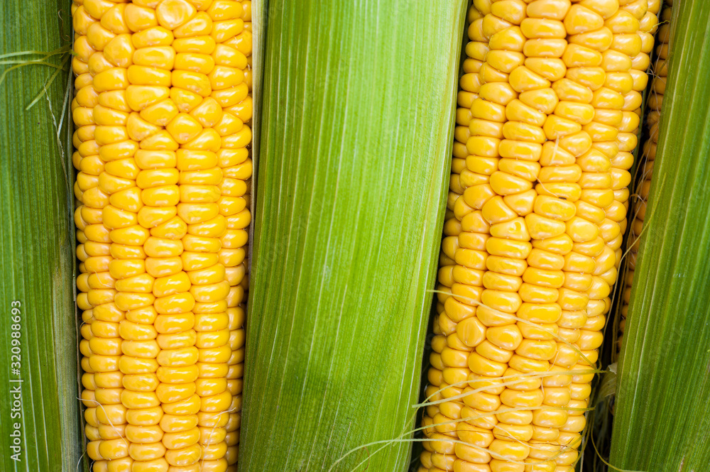 Young corn dairy ripeness, food varieties grown on an ecological farm ...