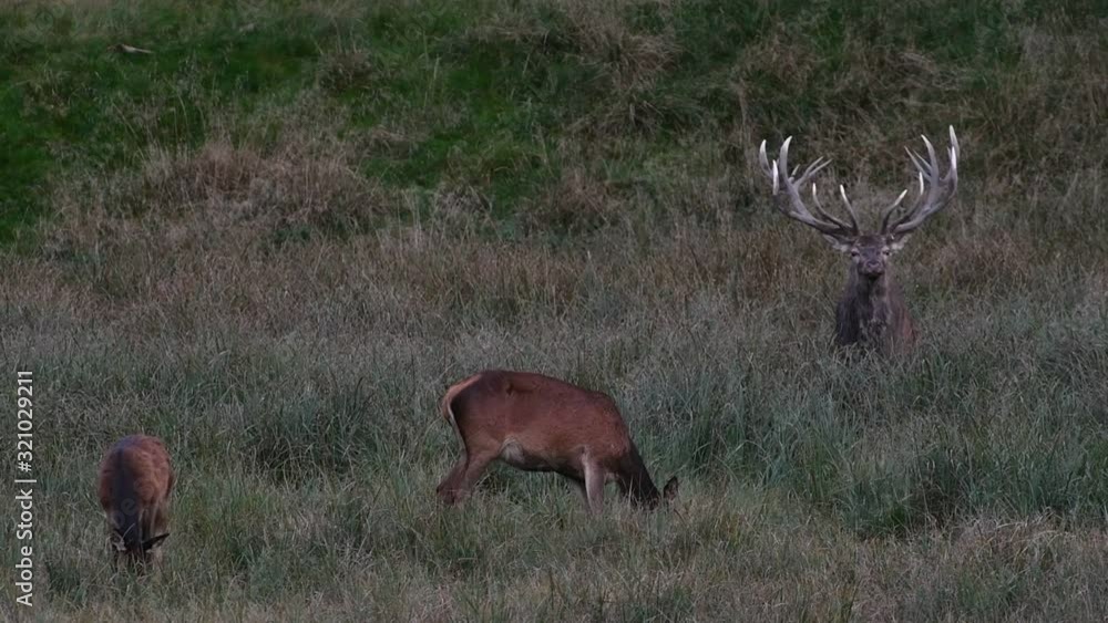 Red deer (Cervus elaphus) stag with two hinds in grassland during the ...