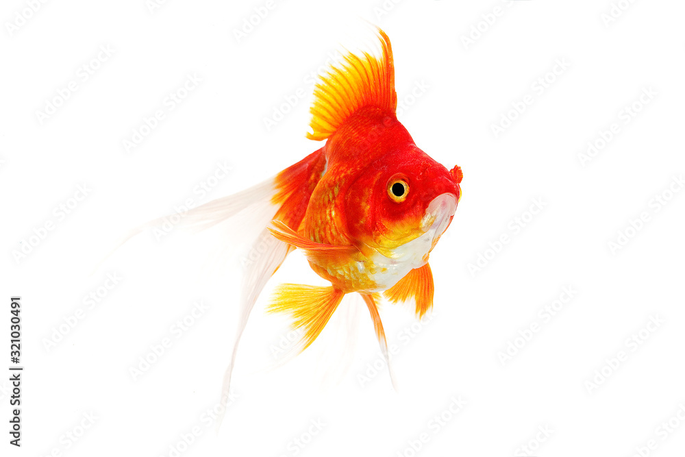 POISSON ROUGE QUEUE DE VOILE carassius auratus Photos | Adobe Stock