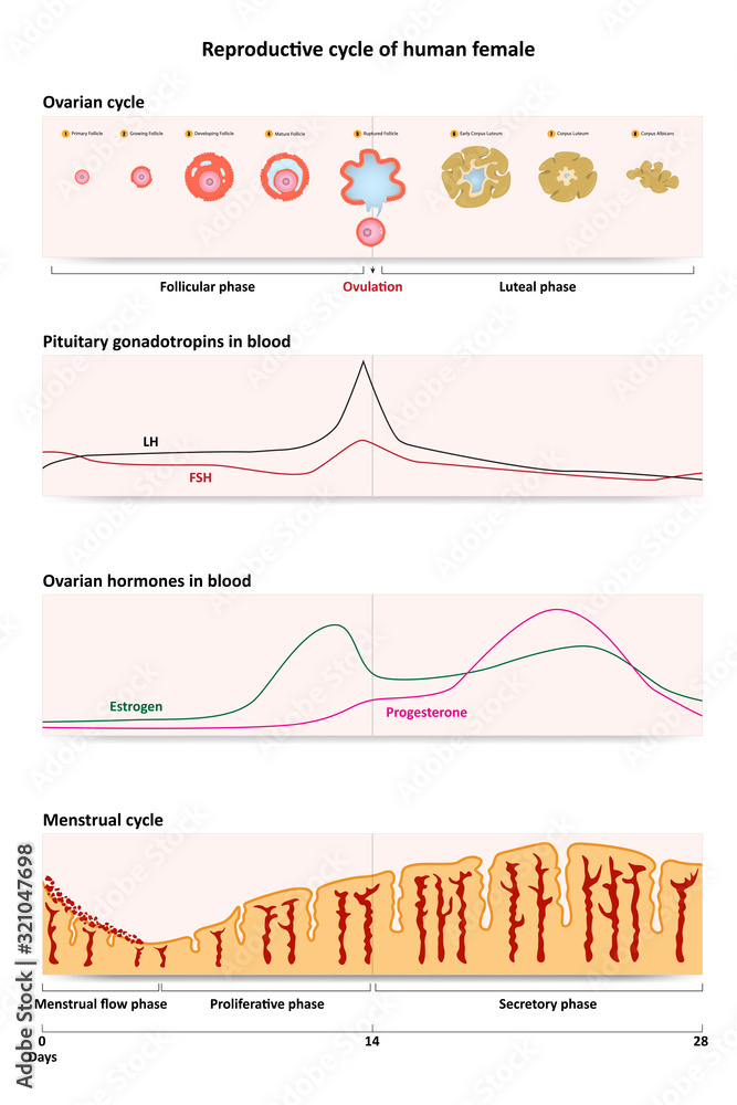 Reproductive cycle of human female with menstruation and ovulation ...
