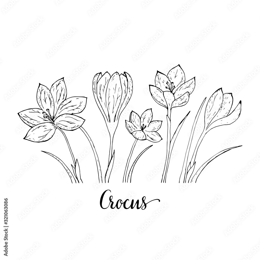 Sketch with crocuses in a row on the bottom of the page. Hand drawn ...