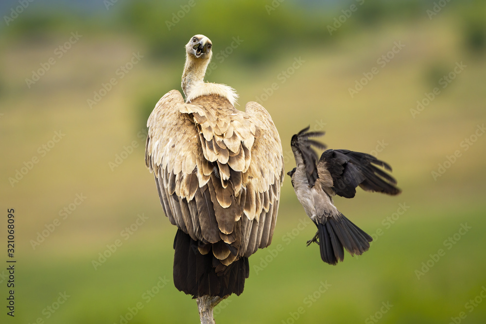 Griffon vulture, gyps fulvus, sitting on a bough and being attacked by ...