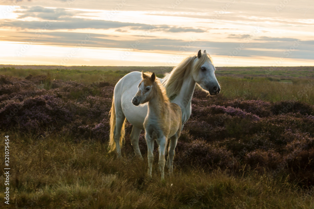 Two wild ponies on the moors II Stock Photo | Adobe Stock