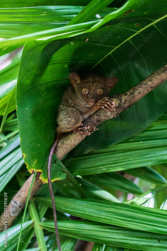 Cute little tarsier monkey on the philippine island Bohol 2019 / 2020 ...