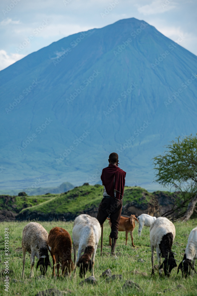 Maasai boy shepherd with flock of sheeps and Ol Doinyo Lengai on ...