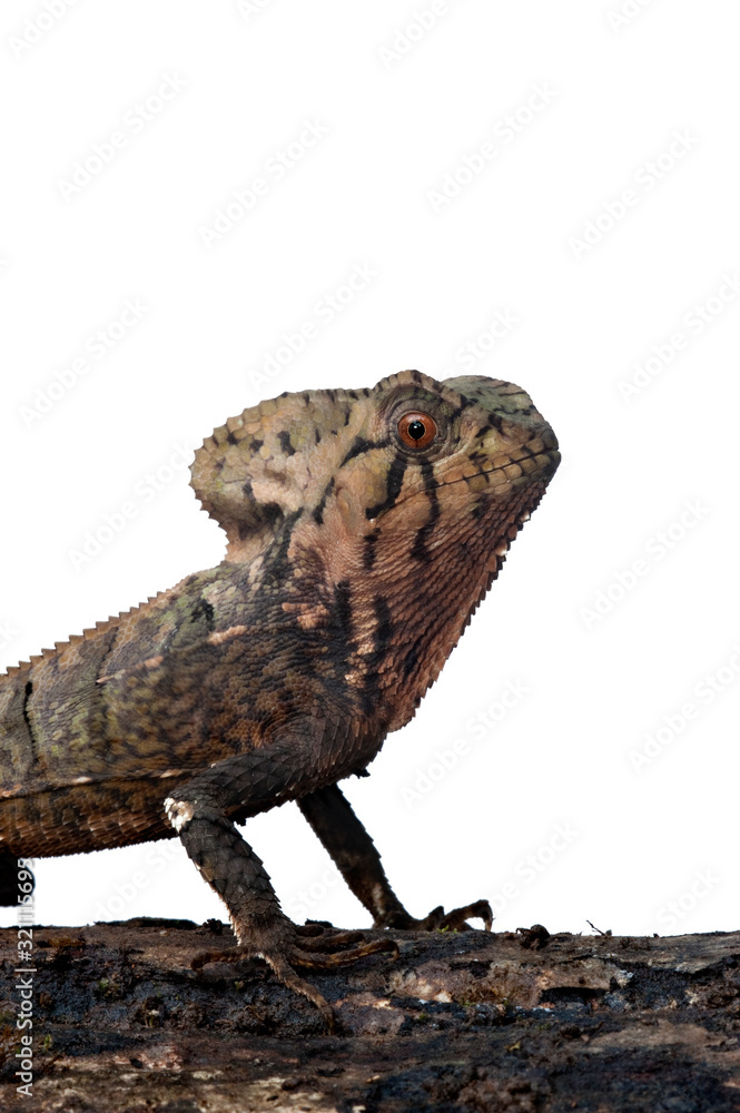 Smoooth Casque-Headed lizard (Corytophanes cristatus), Darien ...