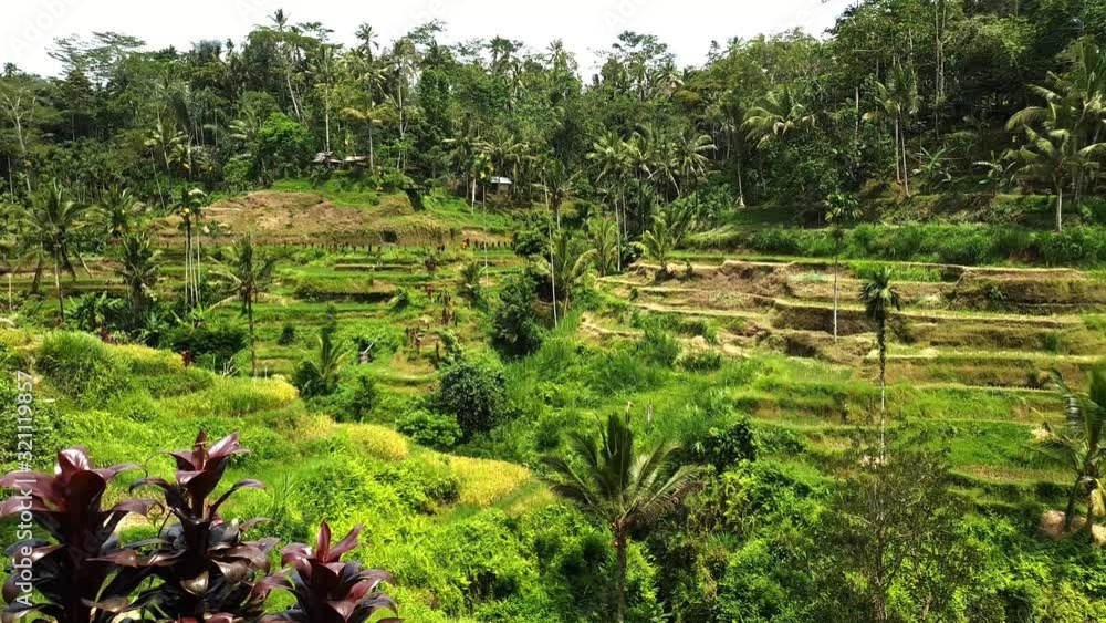 Vidéo Stock Panning over rice terraces with harvested rice paddies in ...