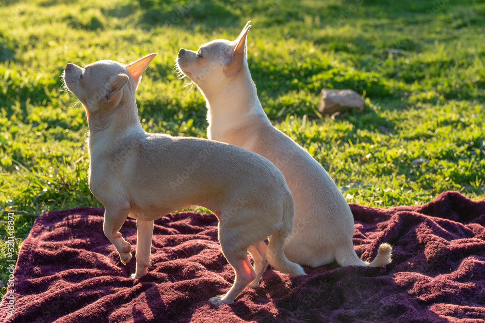 Chiguaguas couple playing in the park. Chiguagua dogs playing in the ...