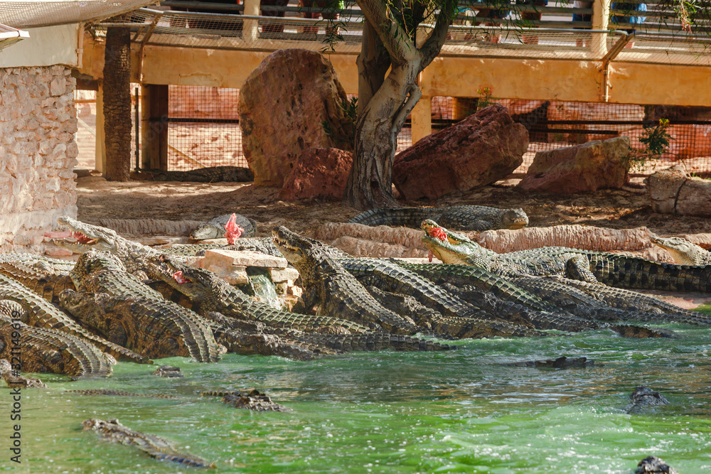 Crocodiles eat meat Stock Photo | Adobe Stock