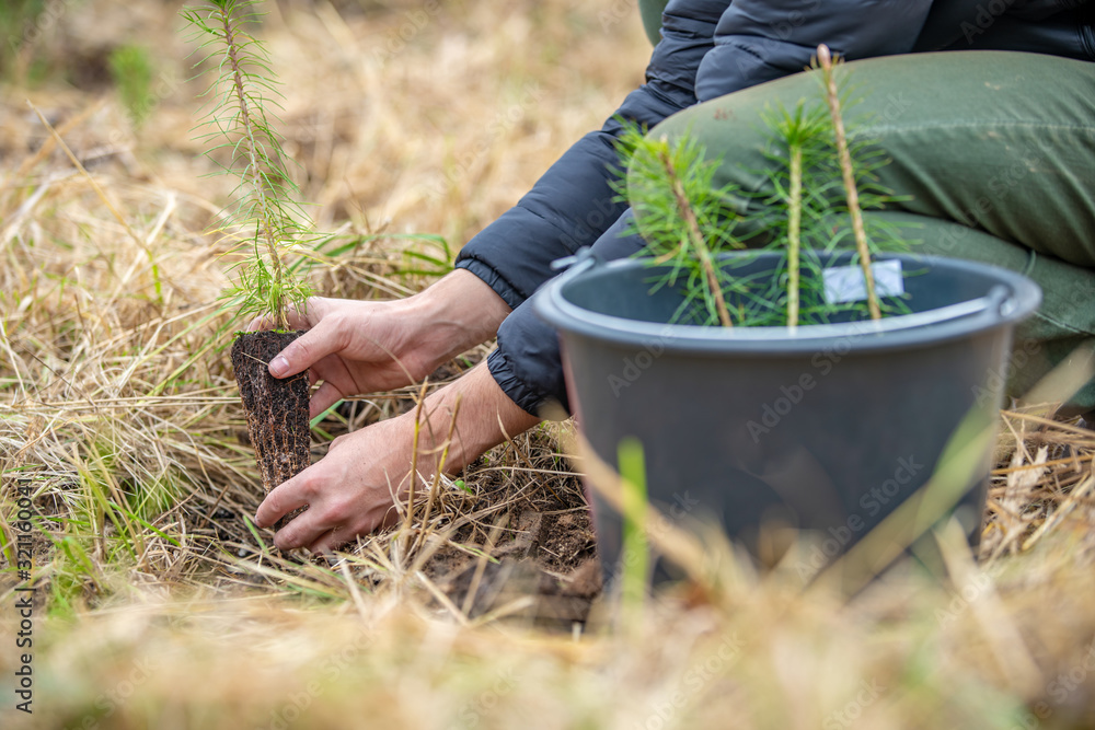 Planting young trees in the forest after devastating blaze and drought ...