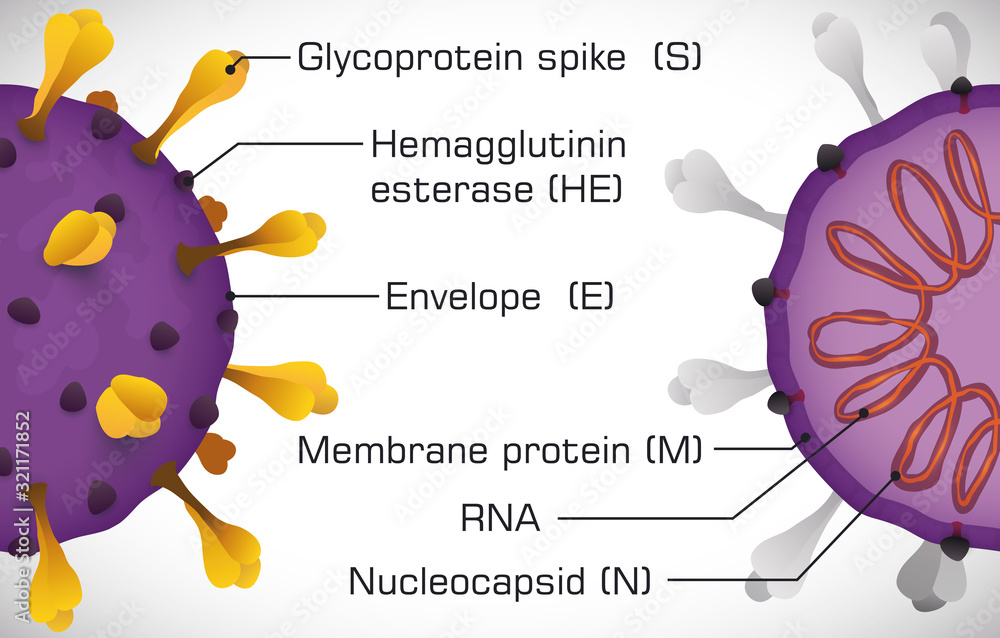Infographic Depicting the Coronavirus Structure, Vector Illustration ...
